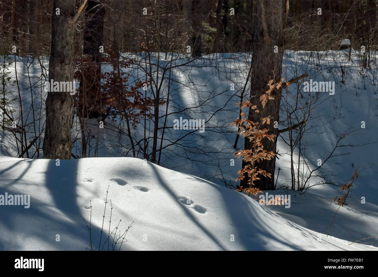 Vitosha mountain nature park hi-res stock photography and images - Alamy