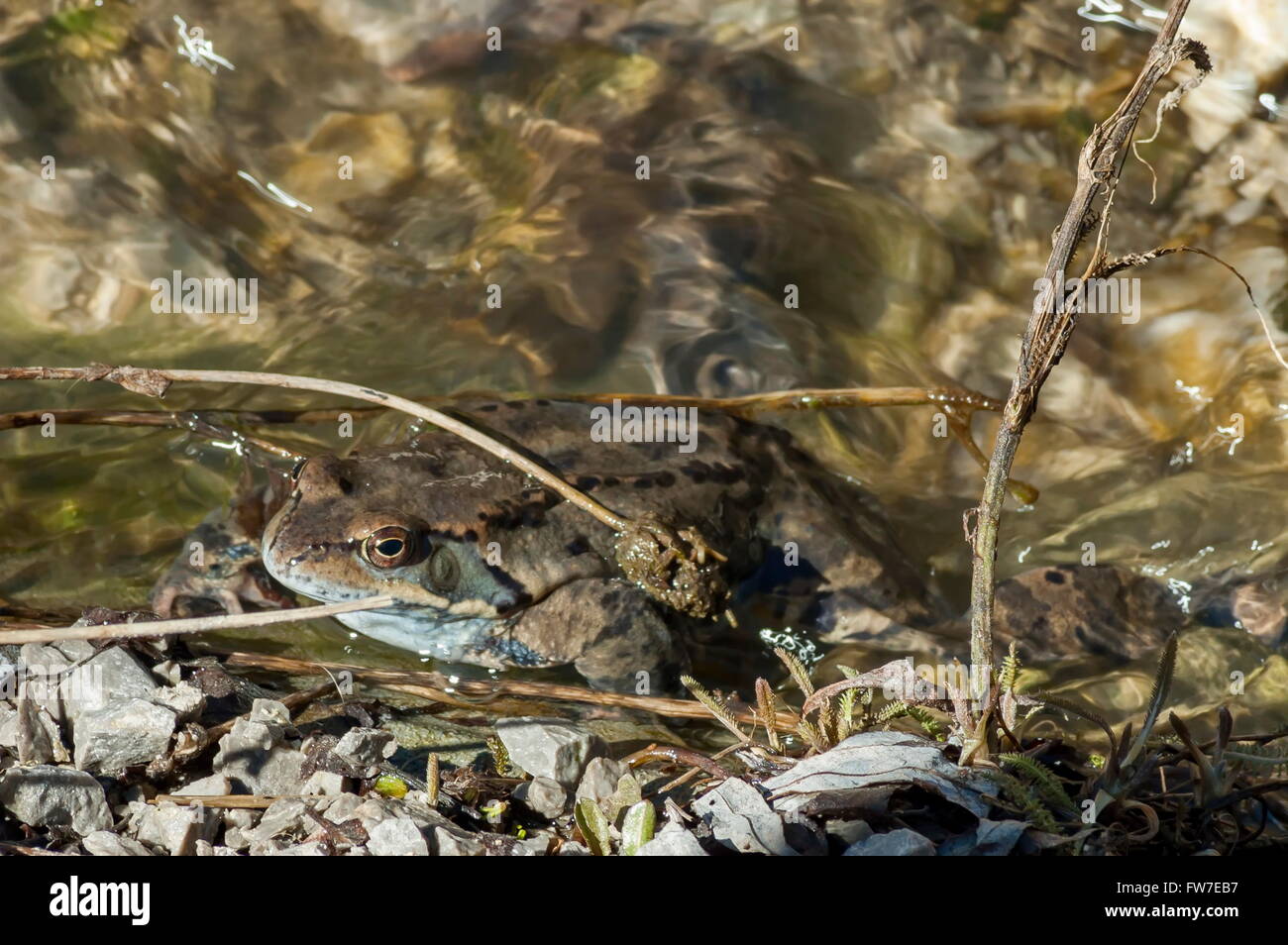 Transparent frog hi-res stock photography and images - Alamy