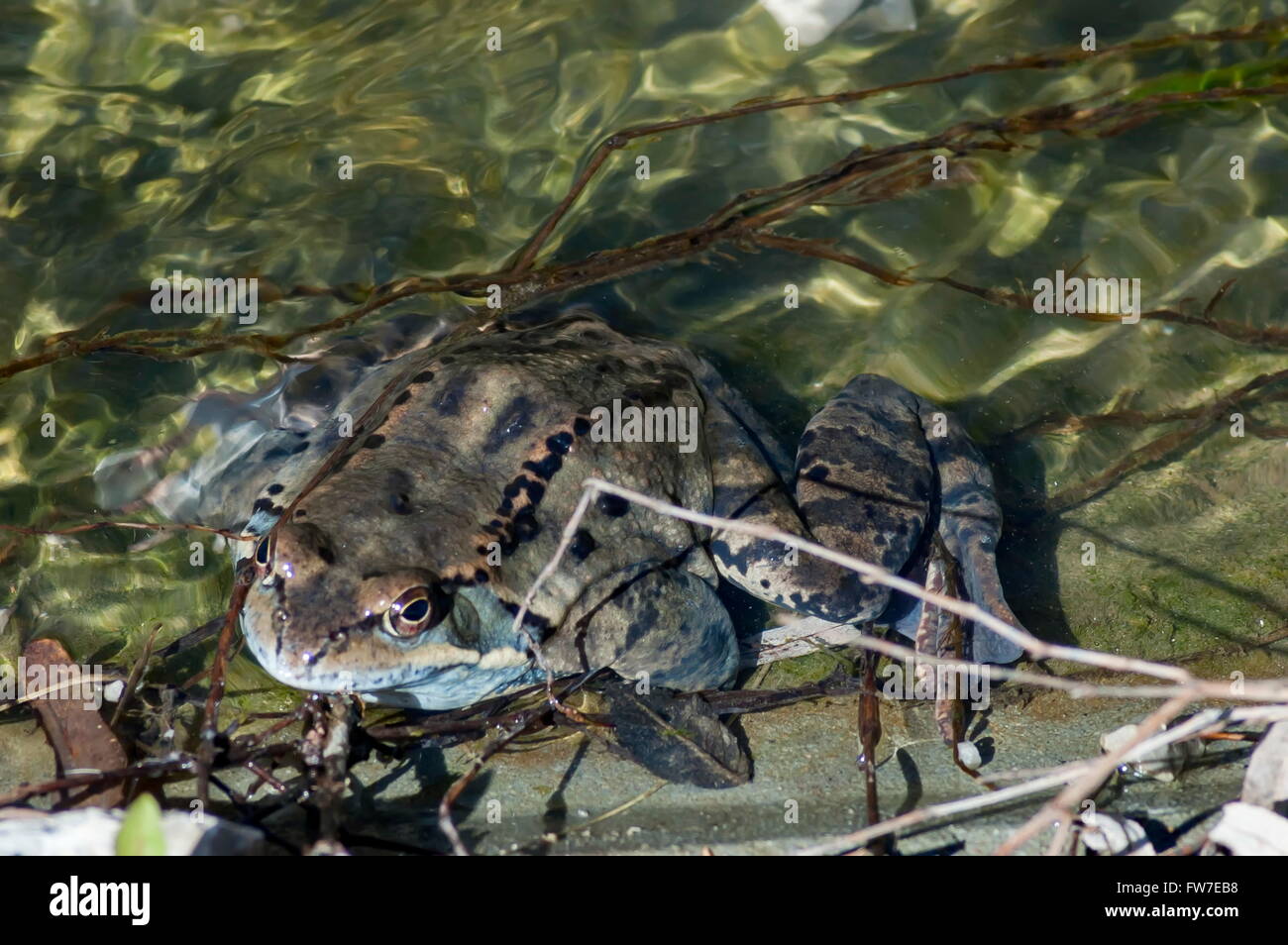 Mountain stream tree frog hi-res stock photography and images - Alamy