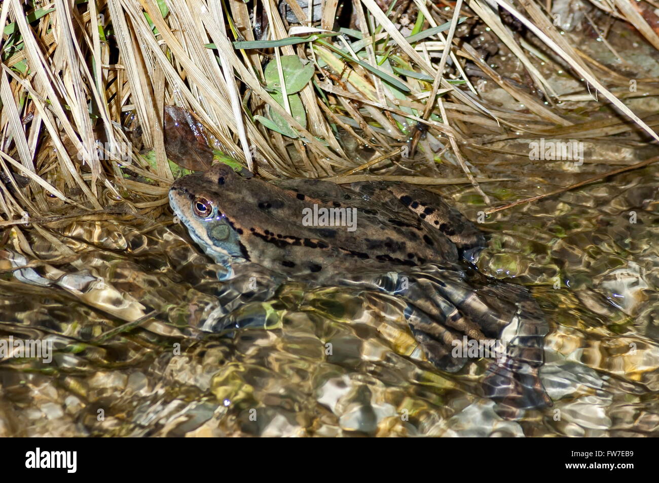 Mountain stream tree frog hi-res stock photography and images - Alamy