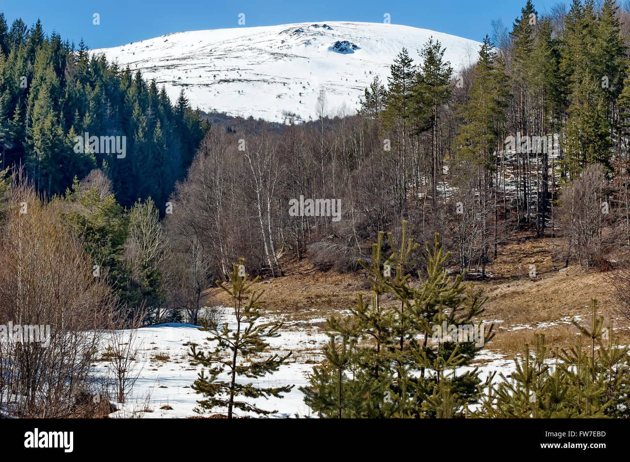 Birch pine hi-res stock photography and images - Alamy