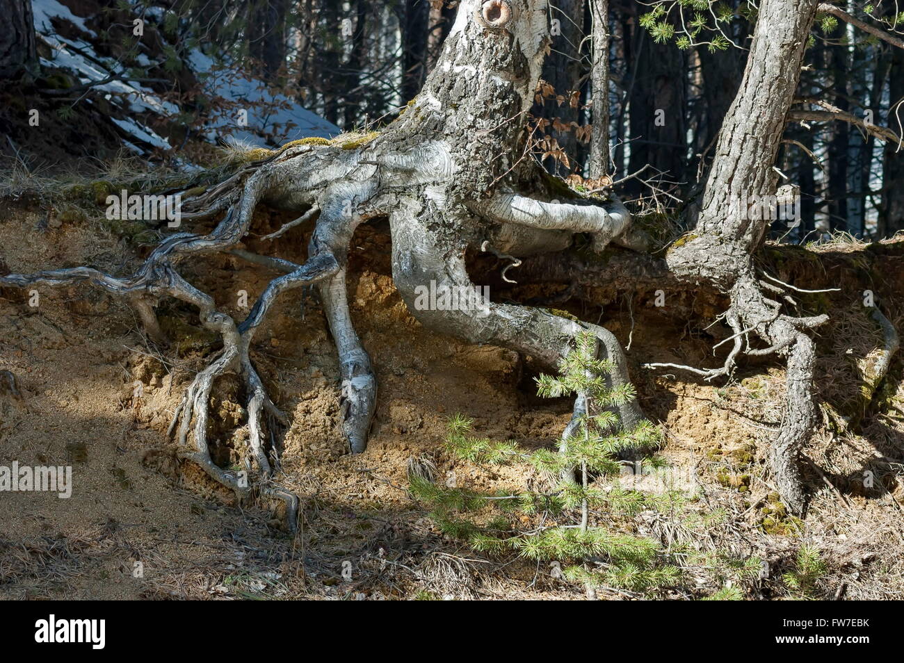 Fantastic tree roots in mountain Stock Photo - Alamy