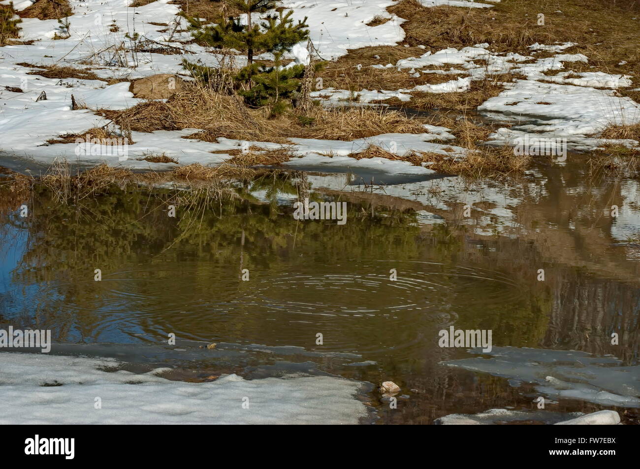 Small pond with water in winter Stock Photo - Alamy