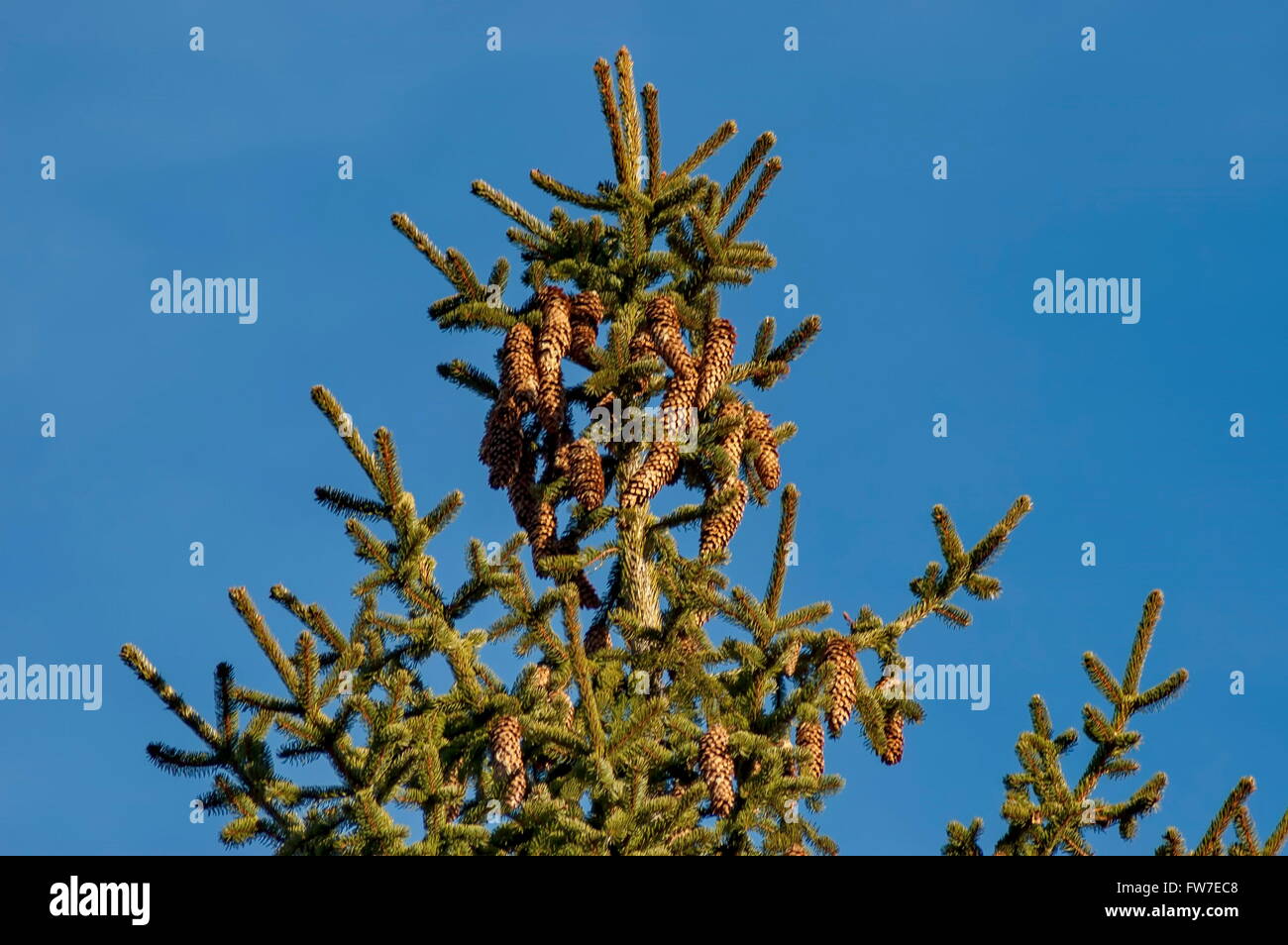 Pine tree with strobile Stock Photo - Alamy
