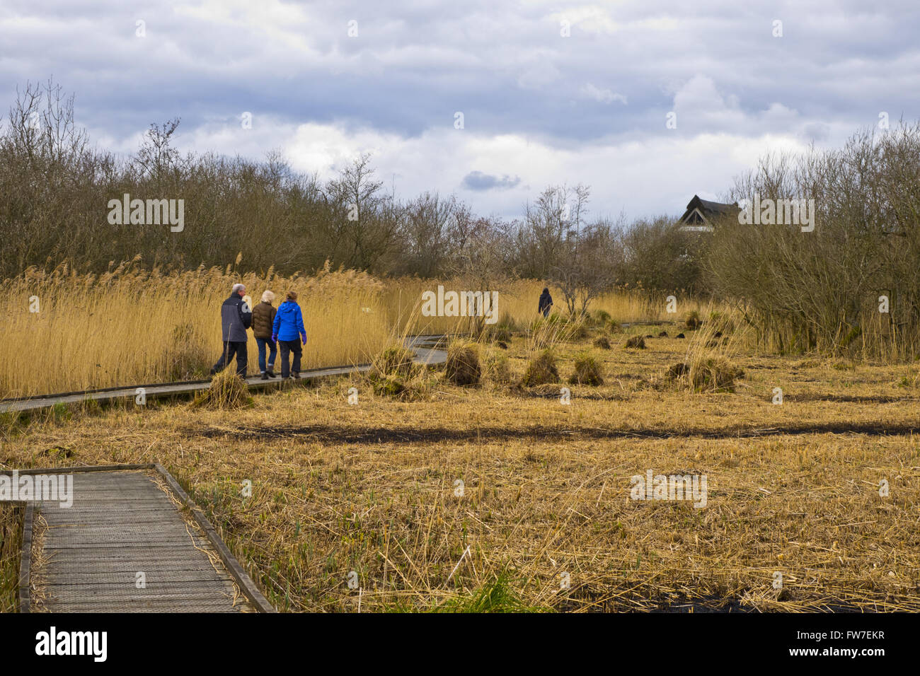 boardwalk path reeds nature reserve visitors Stock Photo - Alamy