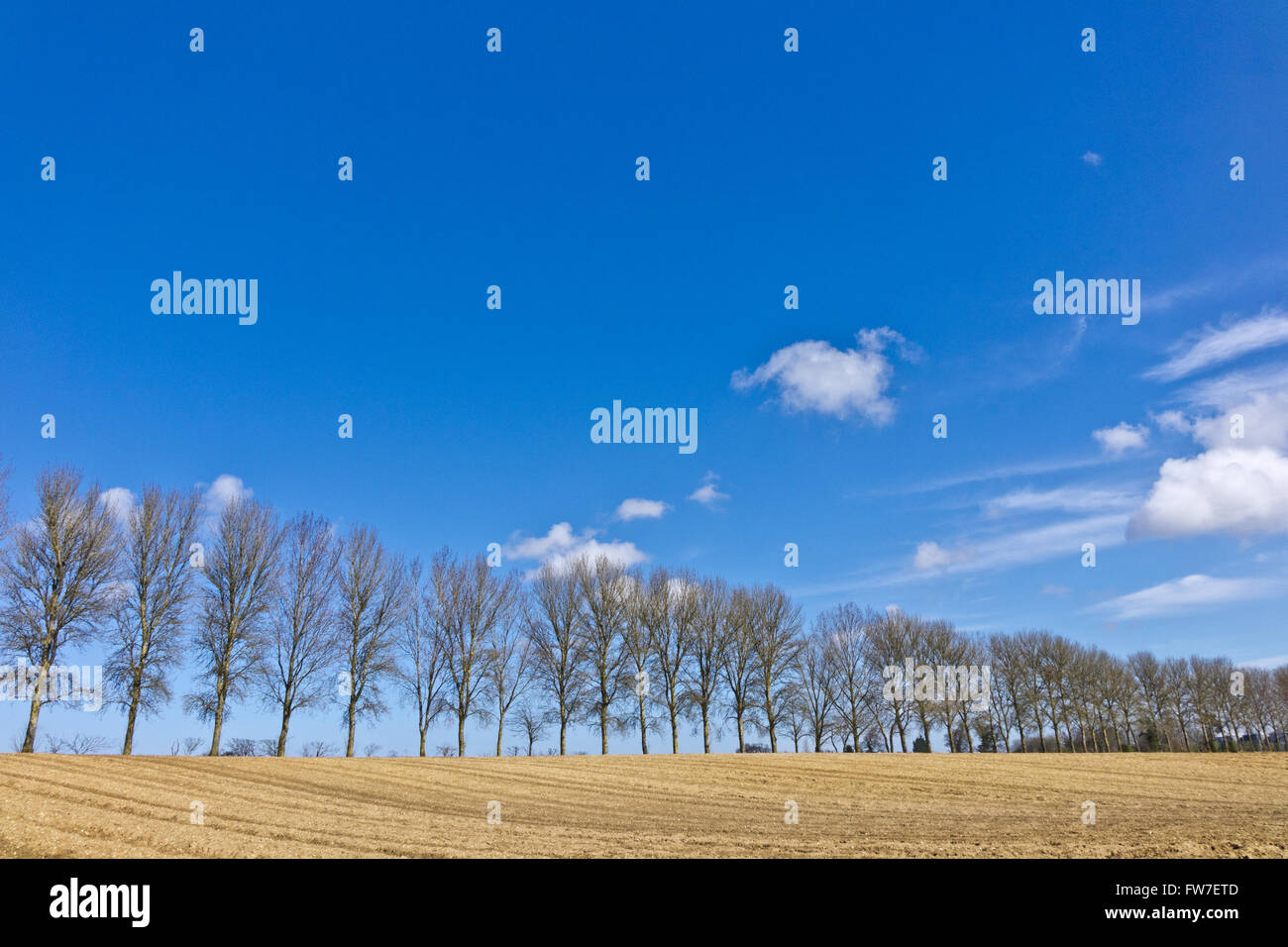 Line of trees with hi-res stock photography and images - Alamy