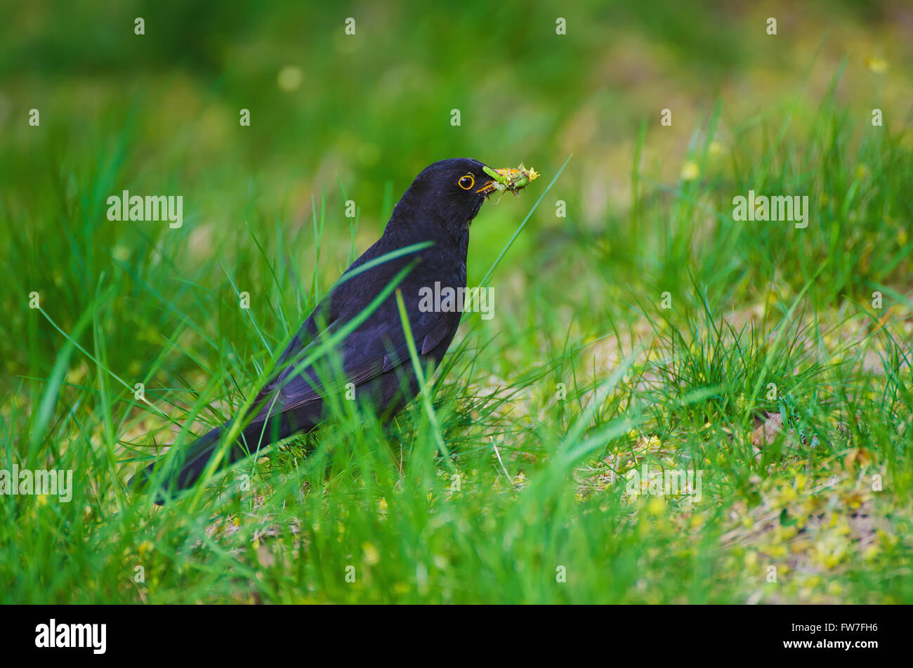 Turdus merula bird Stock Photo - Alamy
