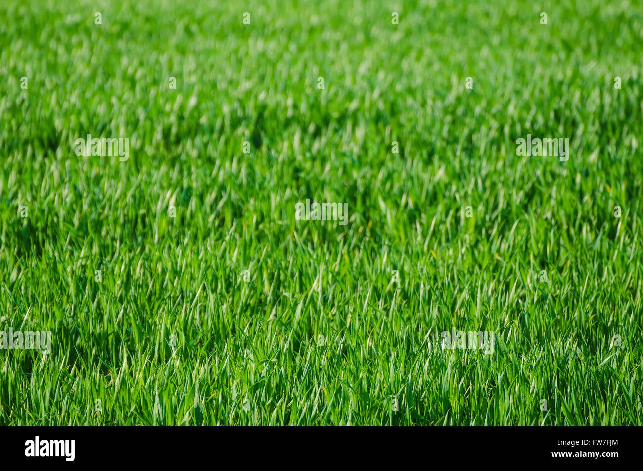 Green grass field background Stock Photo - Alamy