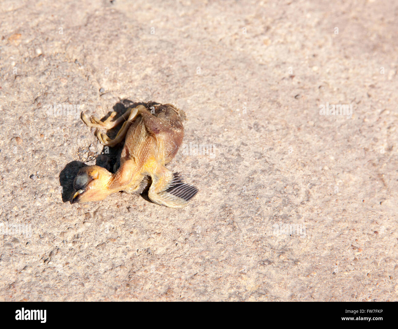 Wing flapper hi-res stock photography and images - Alamy