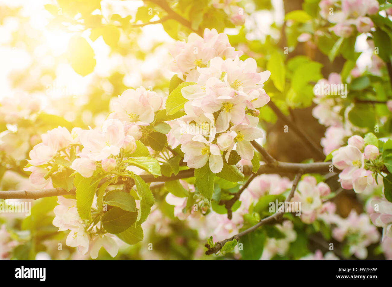 Apple tree flower Stock Photo - Alamy