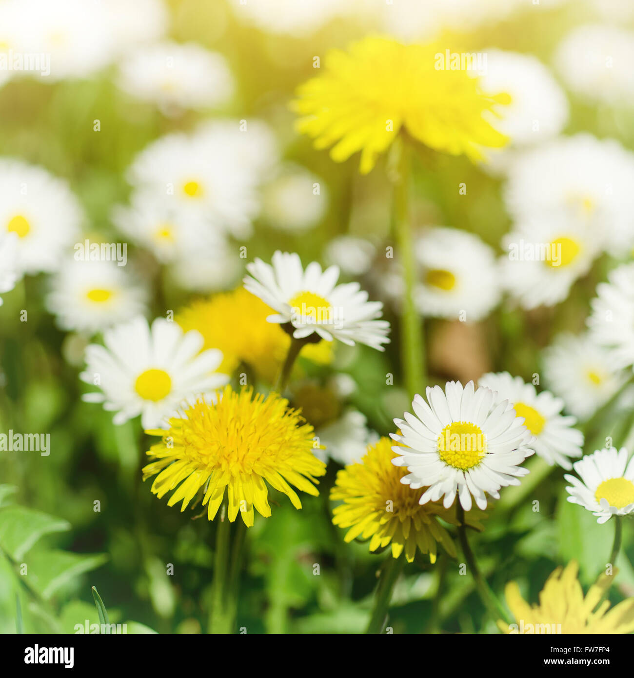 Spring flowers meadow Stock Photo - Alamy