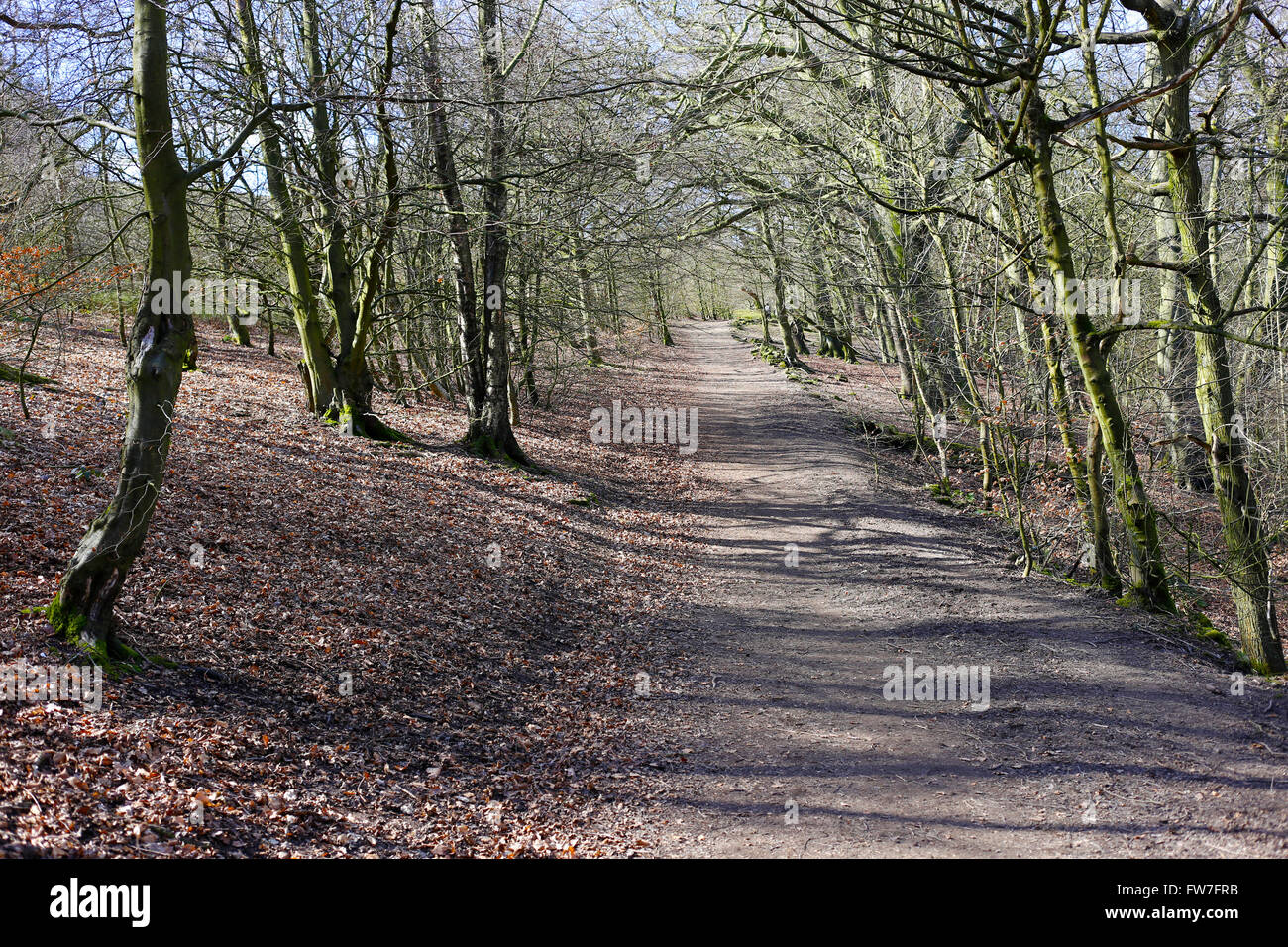 Chevin Woods, at Chevin Forest Park, Otley, West Yorkshire Stock Photo ...