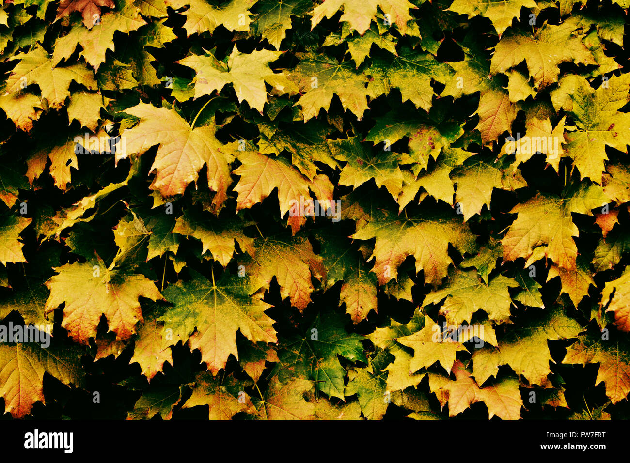 Bunch maple leaves hi-res stock photography and images - Alamy