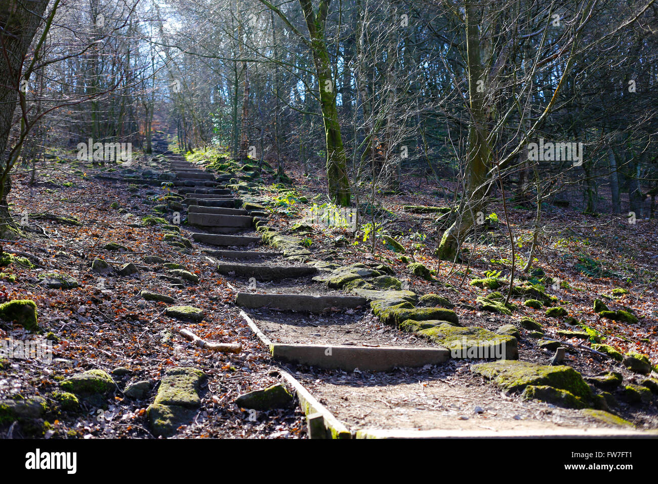 Chevin Steps, at Chevin Forest Park, Otley, West Yorkshire Stock Photo ...