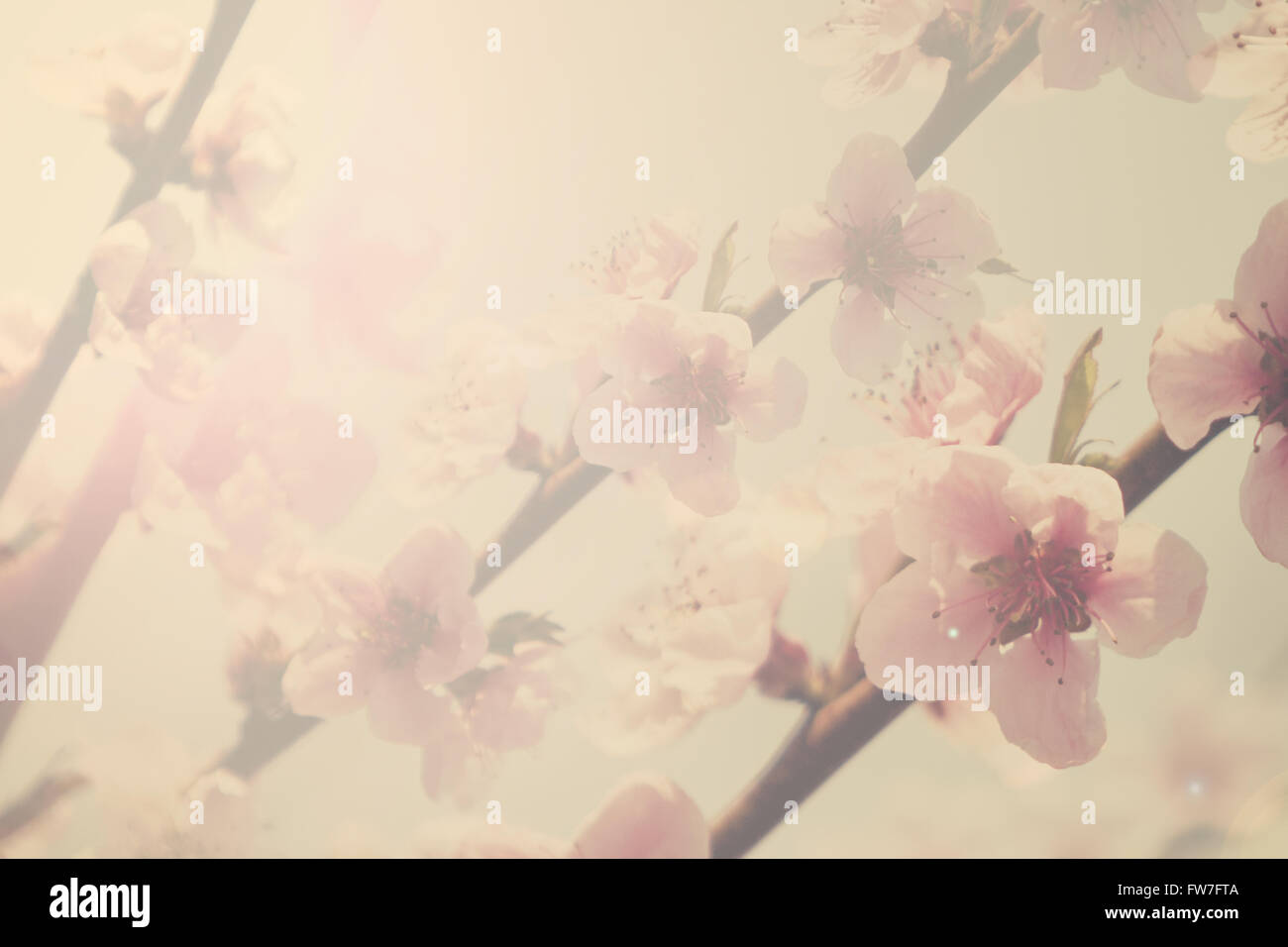 Peach flower tree hi-res stock photography and images - Alamy