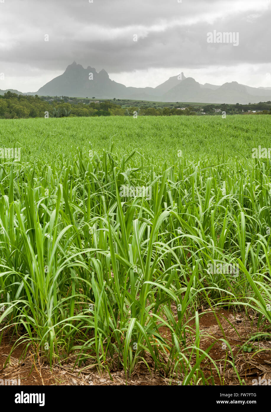 Sugar cane fields in Mauritius Stock Photo - Alamy