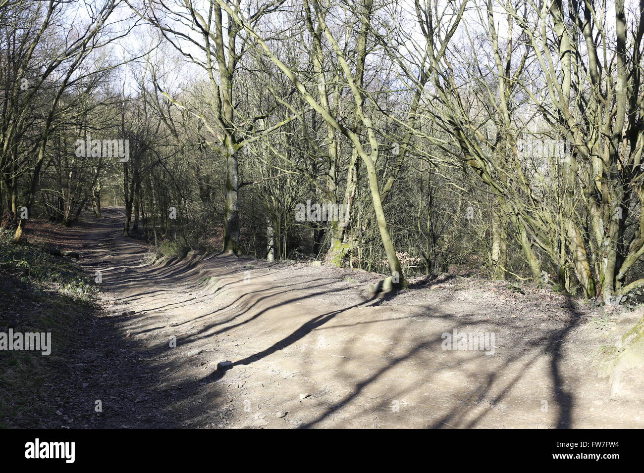 Chevin Woods, at Chevin Forest Park, Otley, West Yorkshire Stock Photo ...
