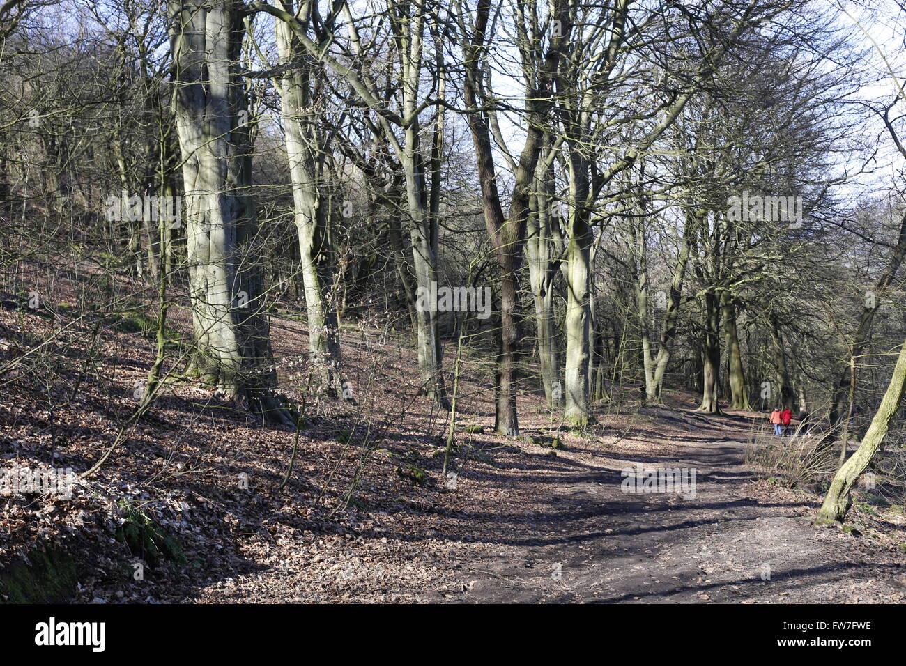 Chevin Woods, at Chevin Forest Park, Otley, West Yorkshire Stock Photo ...