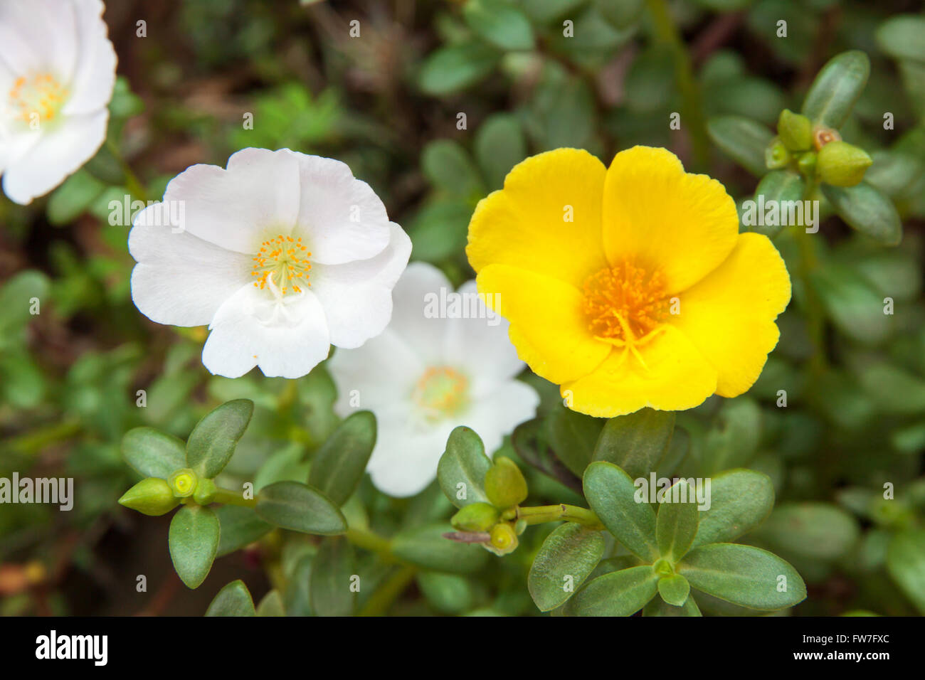 Sun Rose flower white and yellow color in garden Stock Photo - Alamy