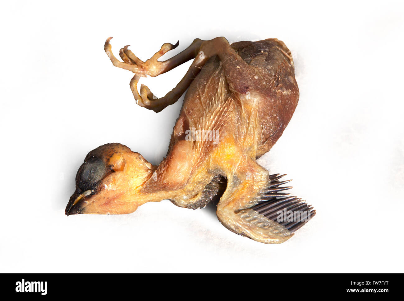 Wing flapper hi-res stock photography and images - Alamy