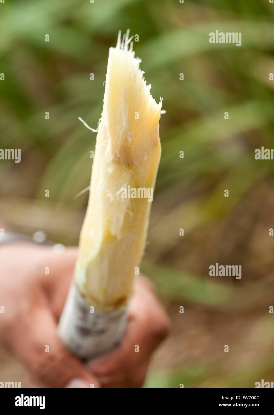 Sugar cane stalk Stock Photo - Alamy