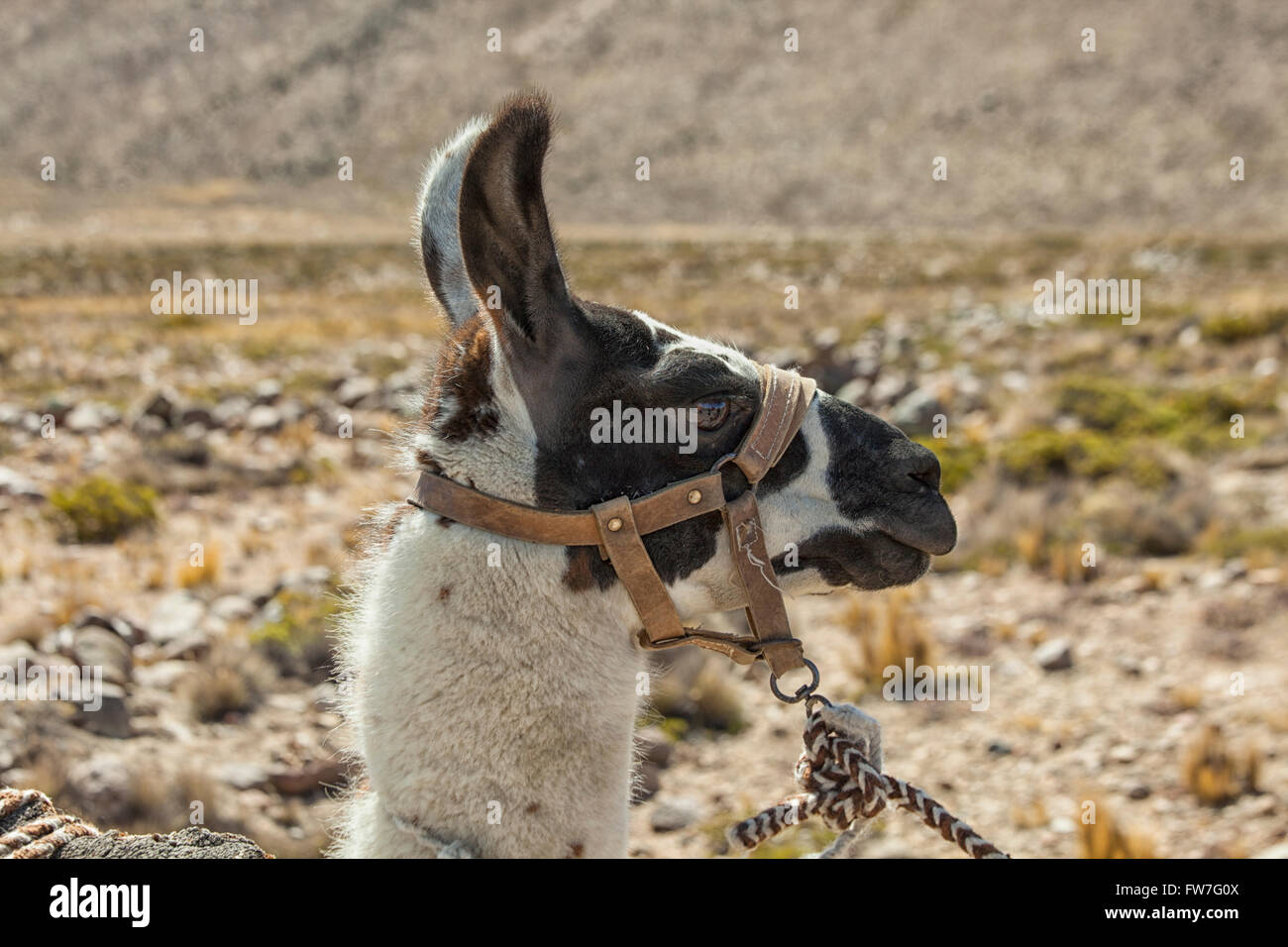 Harnessed llama working on the Pampas in Peru Stock Photo - Alamy