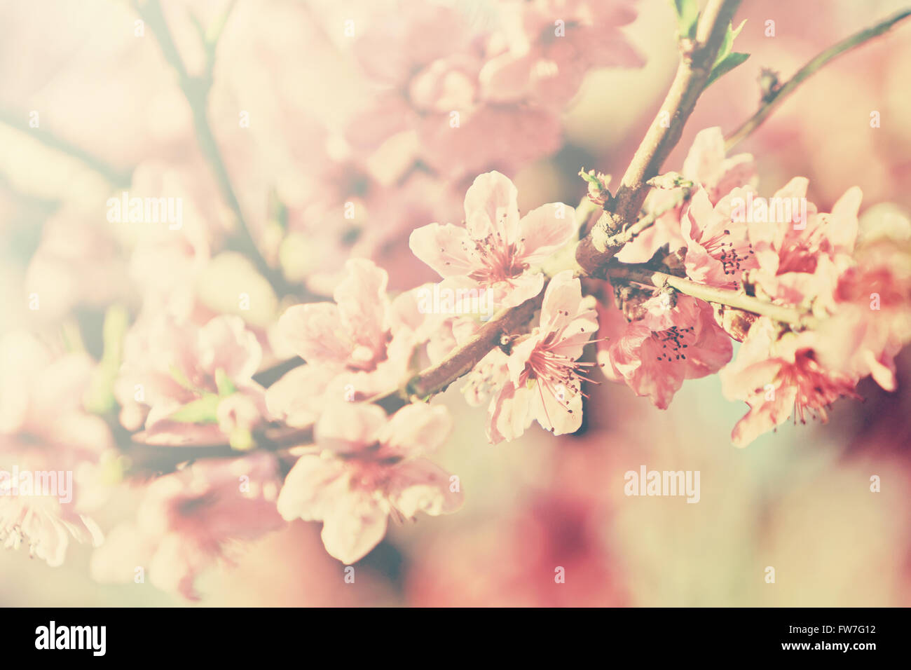 Peach blossoms tree hi-res stock photography and images - Alamy