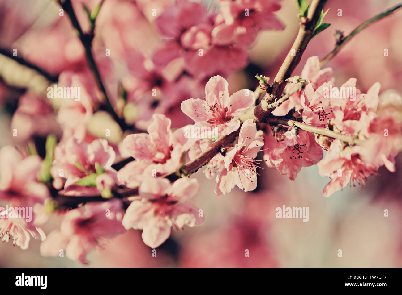 Pink flowering cherry tree hi-res stock photography and images - Alamy