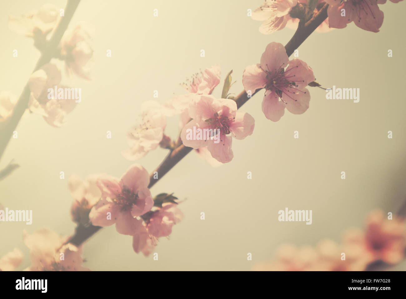 Peach tree bloom hi-res stock photography and images - Alamy