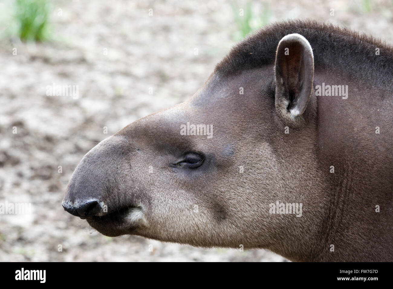 Tapirus terrestris in captivity Brazilian Tapir Stock Photo - Alamy