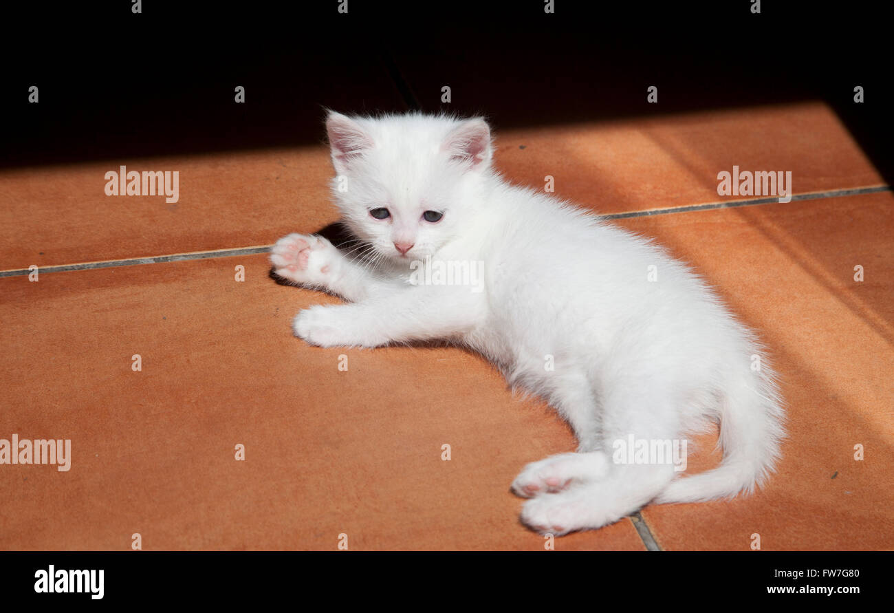 Baby cat hi-res stock photography and images - Alamy