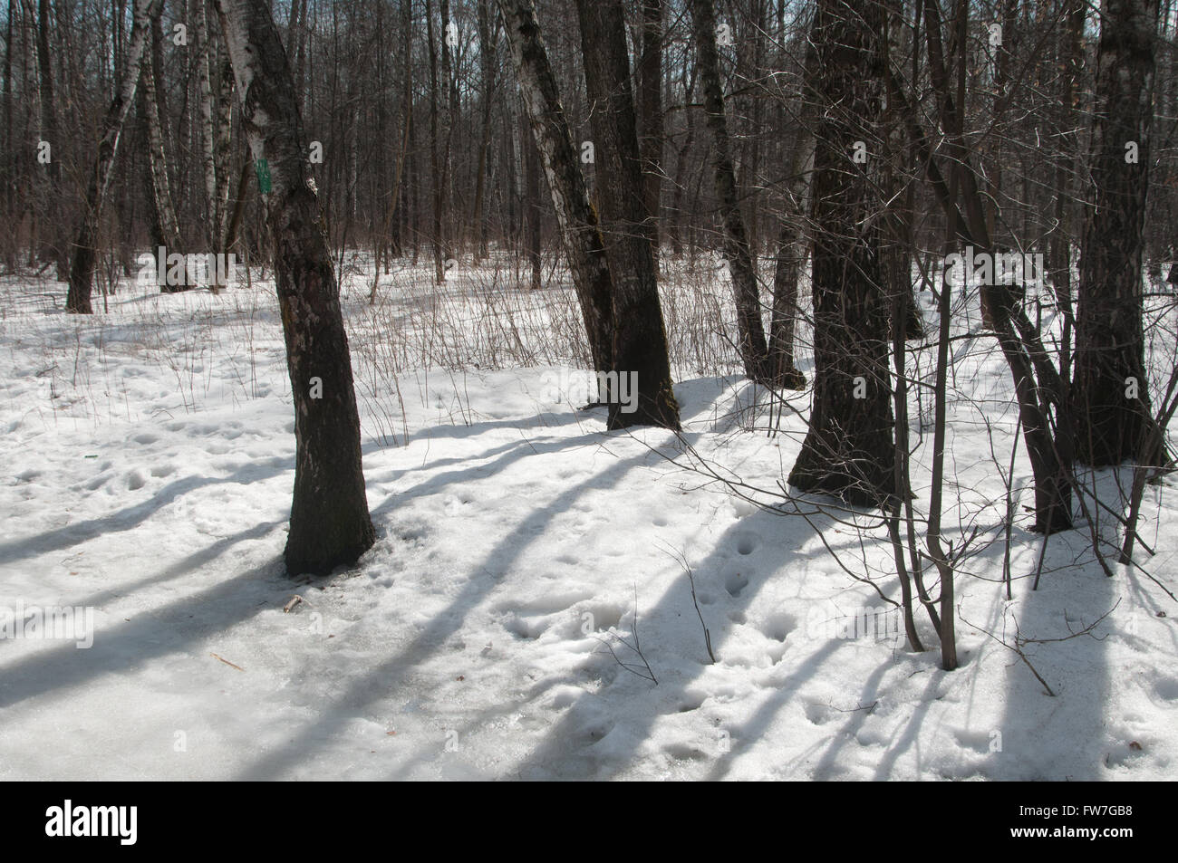 Forest (park) landscape in early spring Stock Photo - Alamy