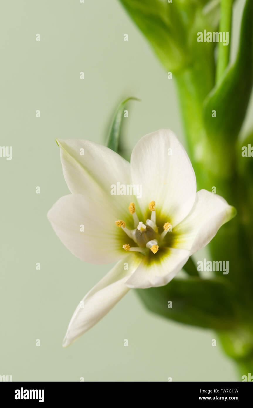 Chinkerichee (Ornithogalum thyrsoides) flowers, close up shot Stock ...