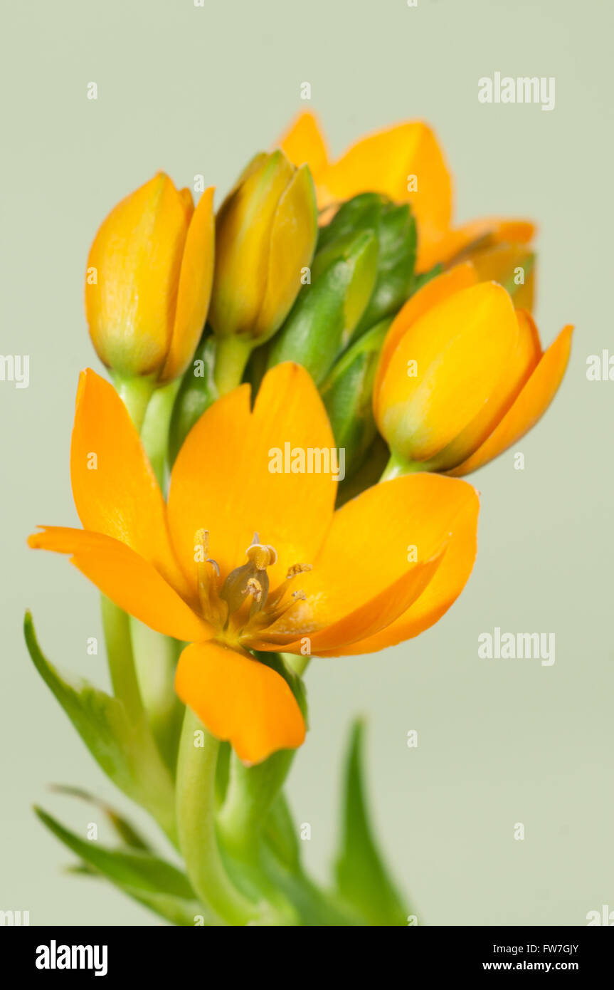 Chinkerichee (Ornithogalum thyrsoides) flowers, close up shot Stock ...