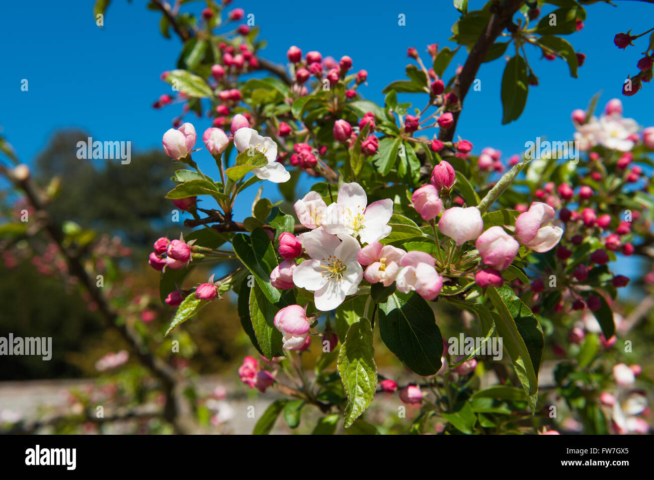 Apple blossom against a clear blue sky Stock Photo - Alamy