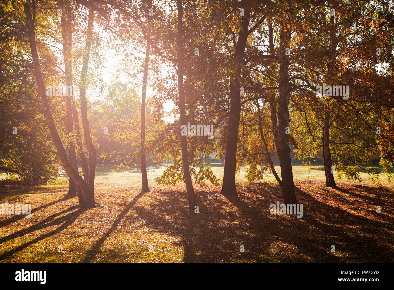 Sunlight in forest Stock Photo - Alamy
