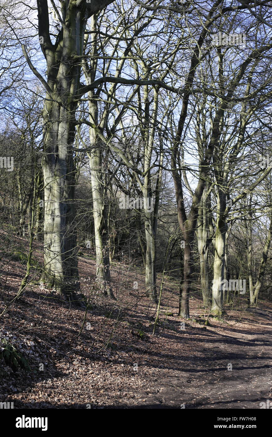 Chevin Woods, at Chevin Forest Park, Otley, West Yorkshire Stock Photo ...