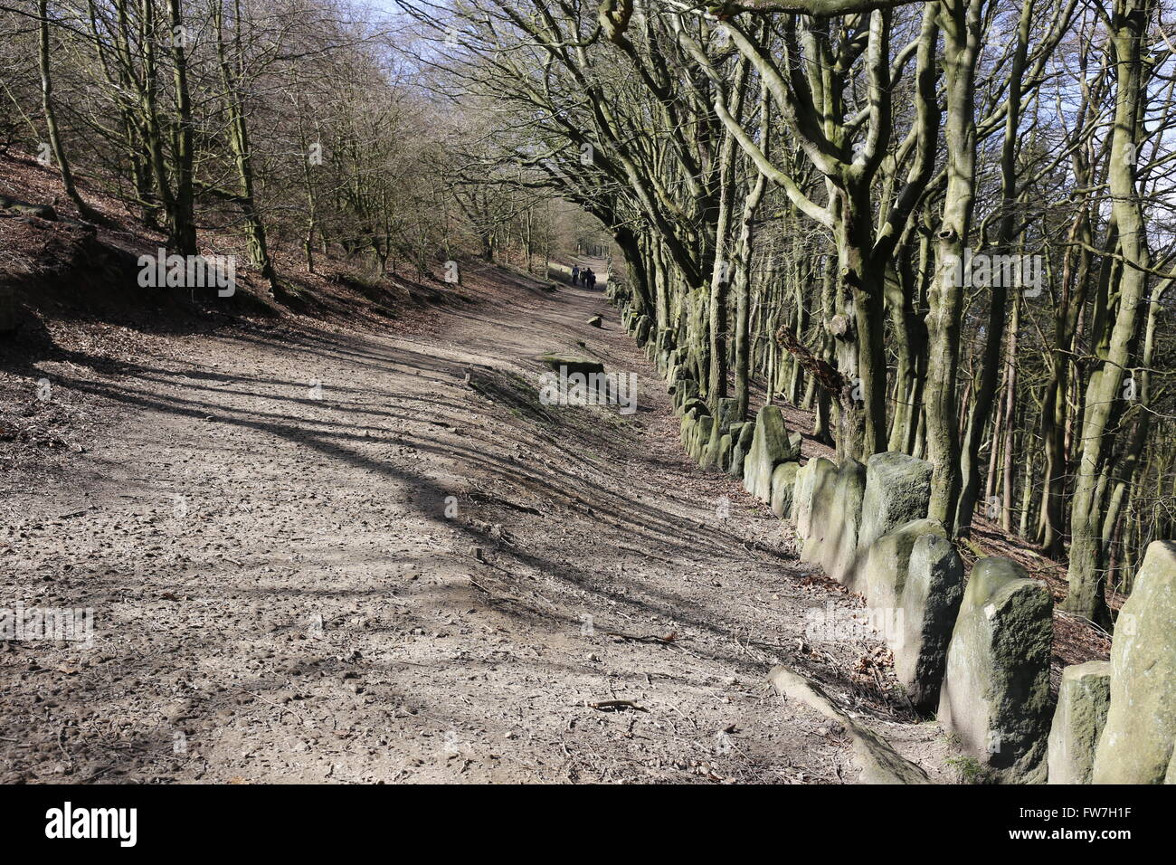 Chevin Woods, at Chevin Forest Park, Otley, West Yorkshire Stock Photo ...