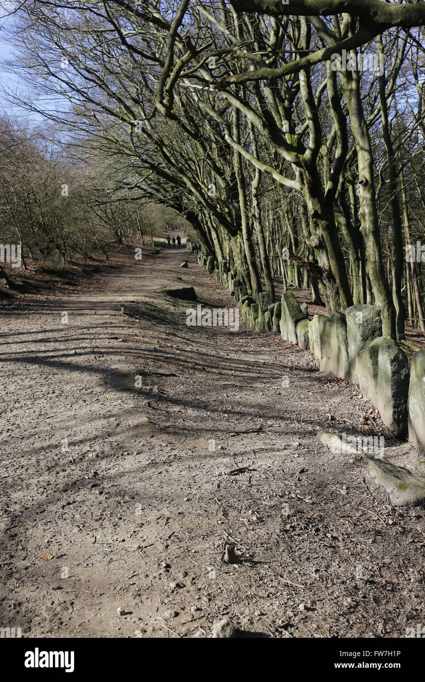 Chevin woods chevin forest park hi-res stock photography and images - Alamy