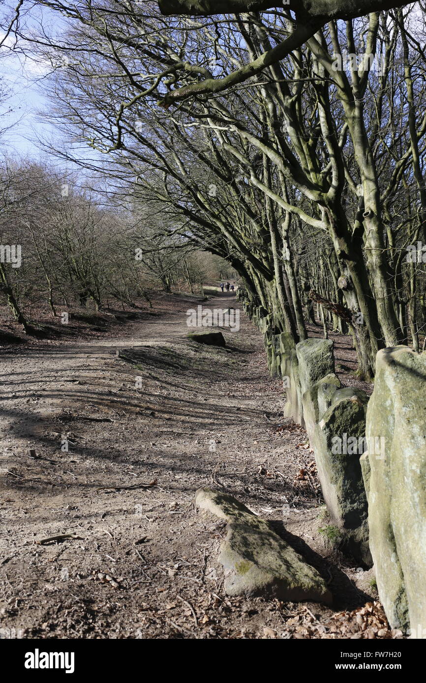 Chevin Woods, at Chevin Forest Park, Otley, West Yorkshire Stock Photo ...