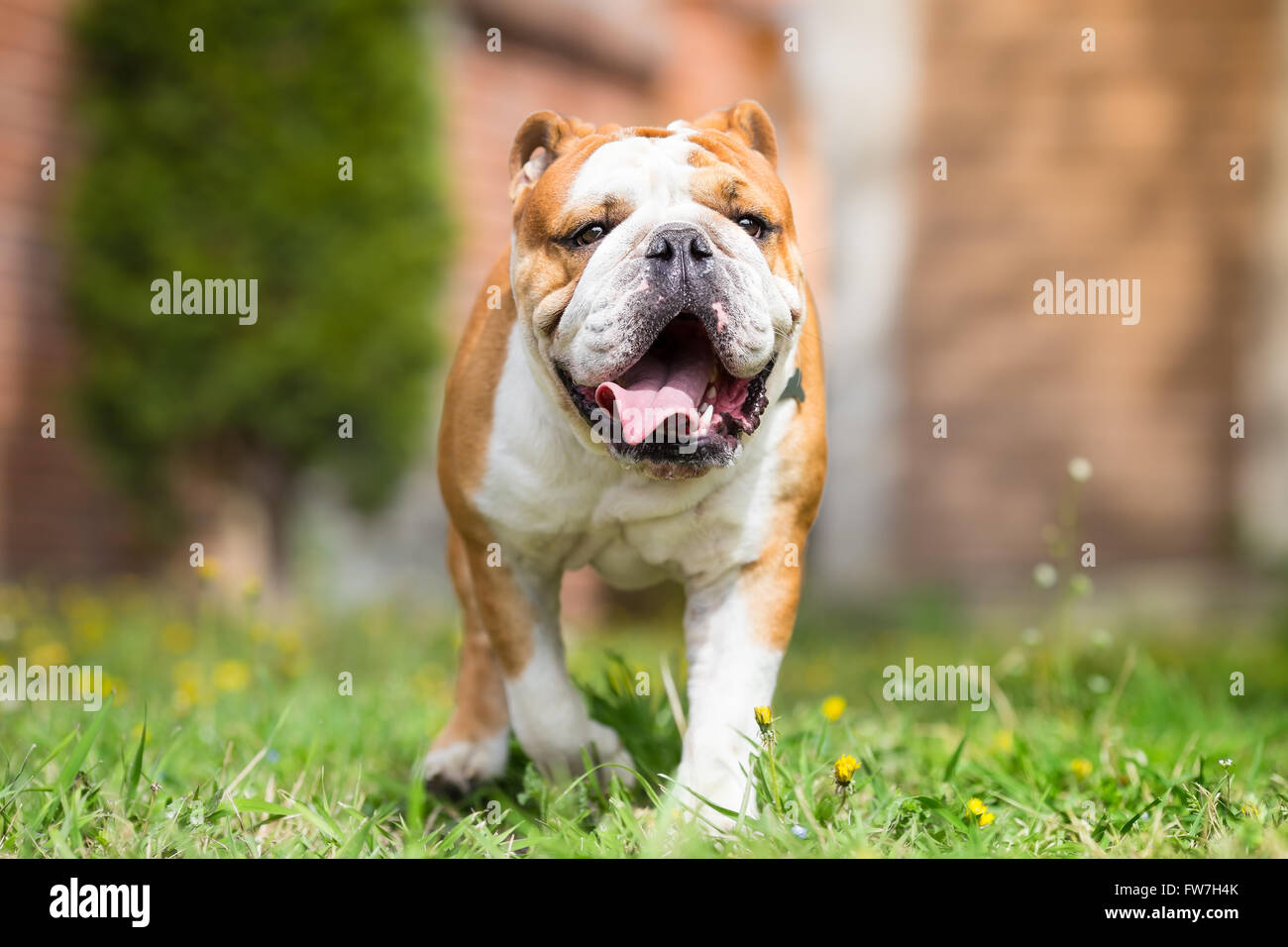 English bulldog puppy playing in the backyard Stock Photo - Alamy