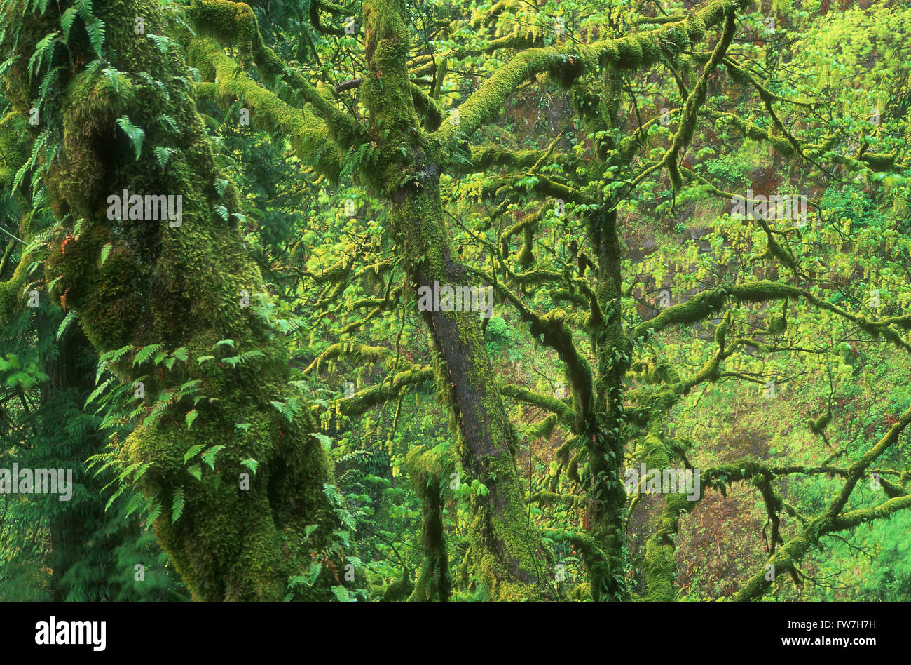 Moss covered tree in the forest hi-res stock photography and images - Alamy