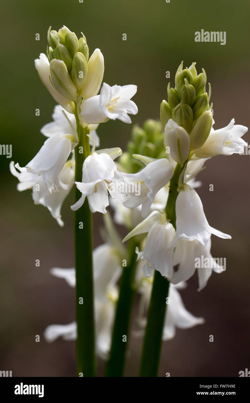 White bluebells hi-res stock photography and images - Alamy