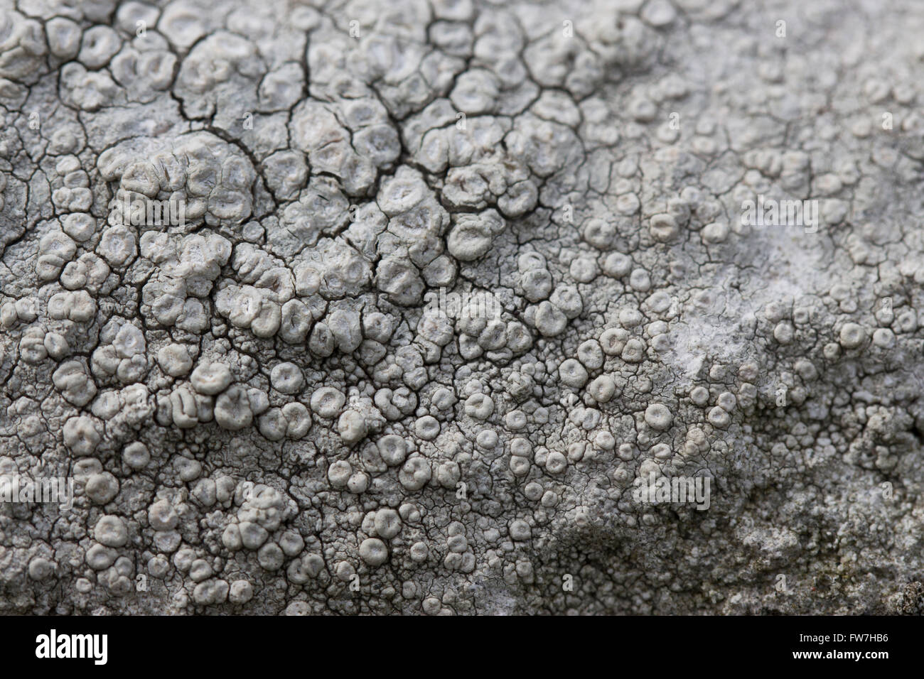 Lichen growing on stone hi-res stock photography and images - Alamy