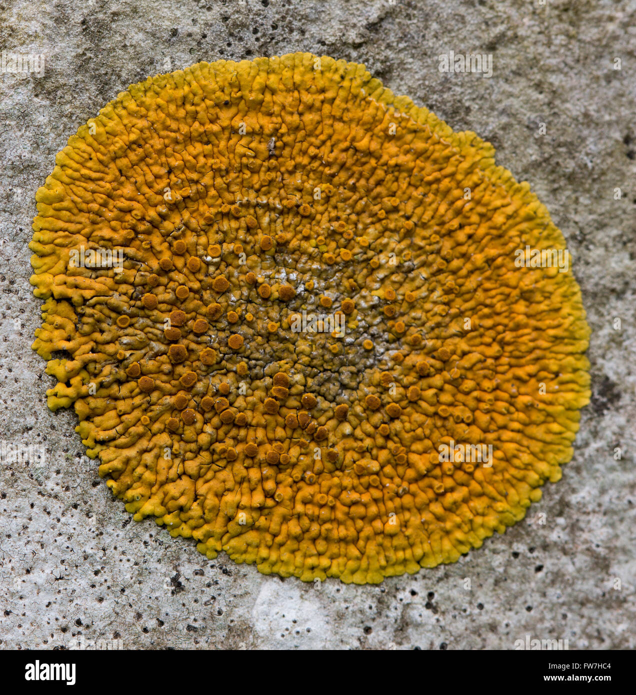 Lichen growing on stone hi-res stock photography and images - Alamy