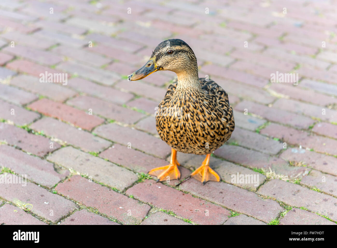 small wild duck on a pavement. horizontal shot Stock Photo - Alamy