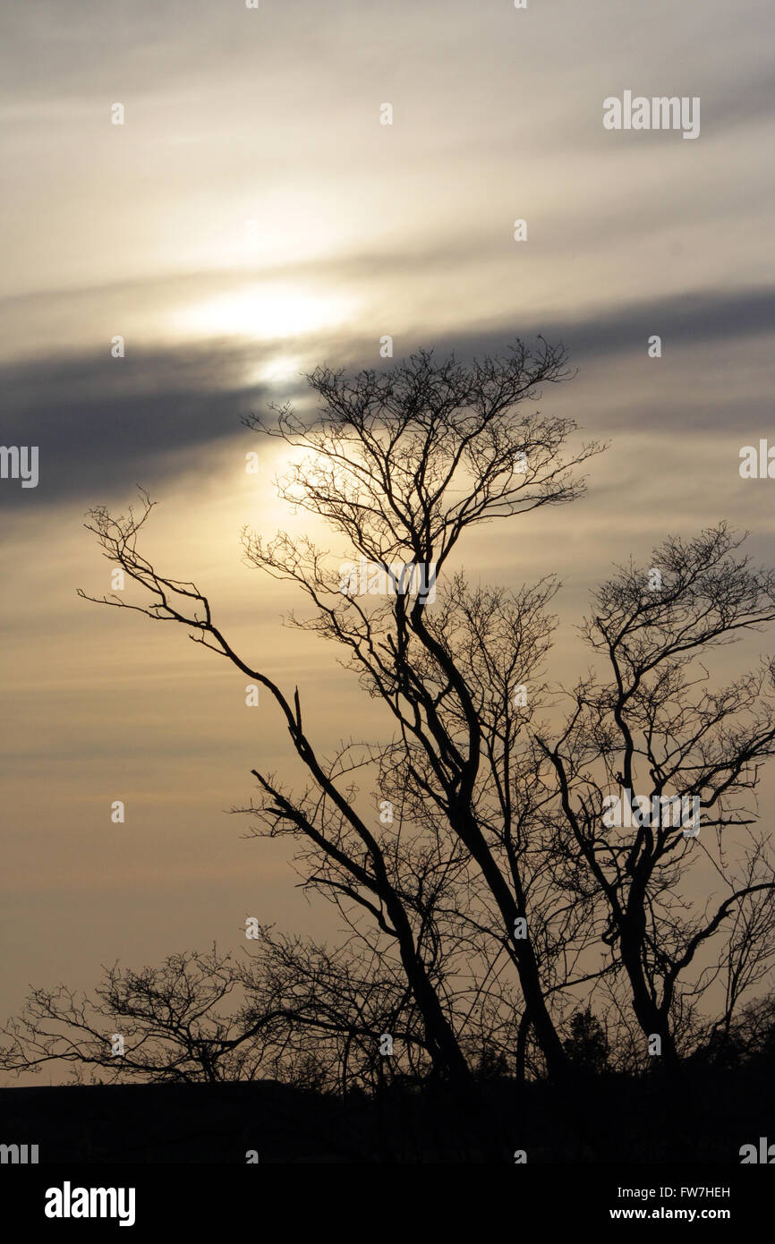 Planet Gliese Surface Trees