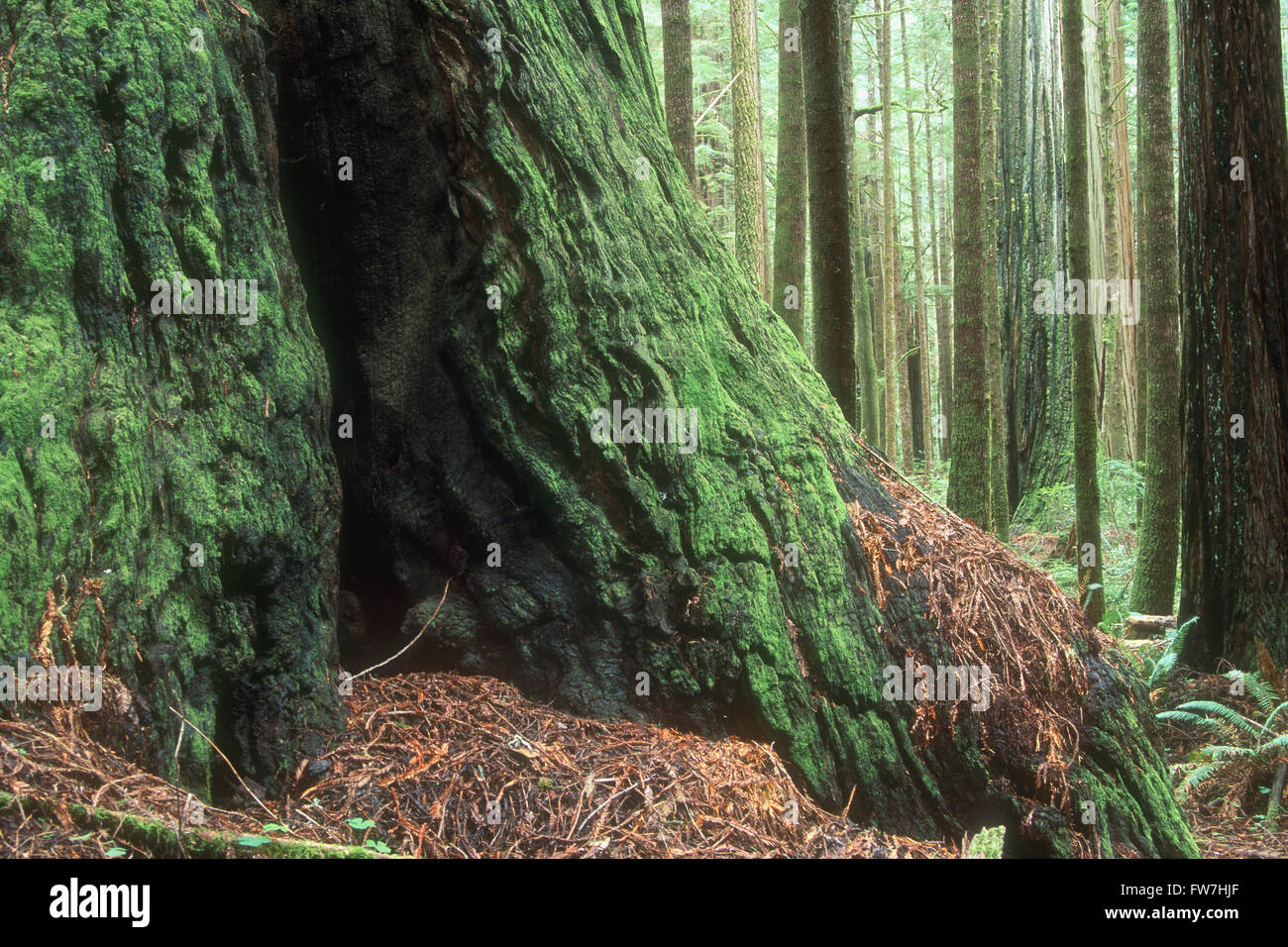 Base of the Trunk of a Giant Sequoia tree, Sequoia National Park ...