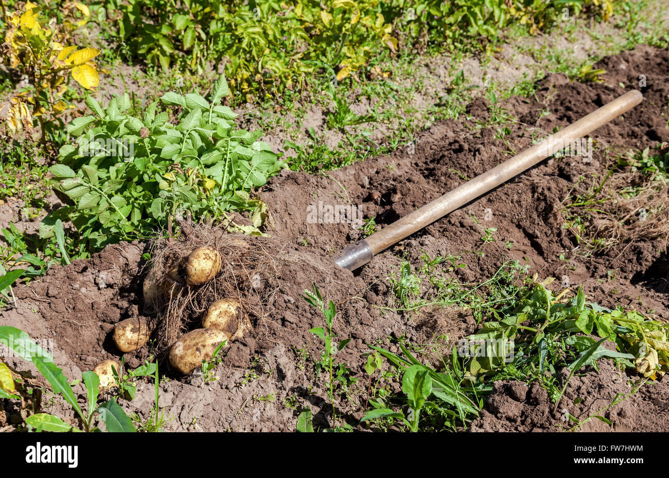 Digging potatoes with shovel on the field from soil. Potatoes ...
