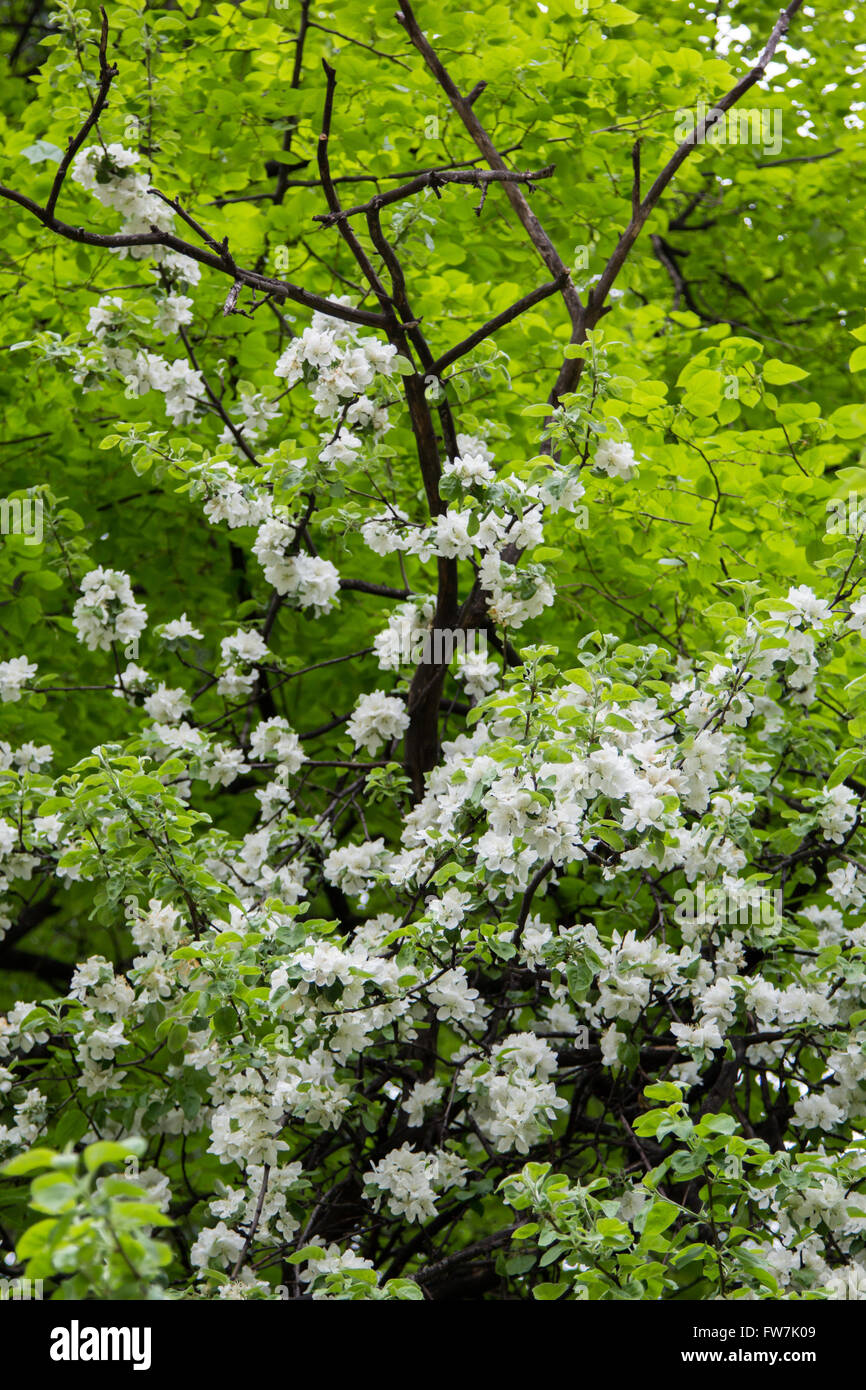 Flowering branches apple trees in hi-res stock photography and images ...